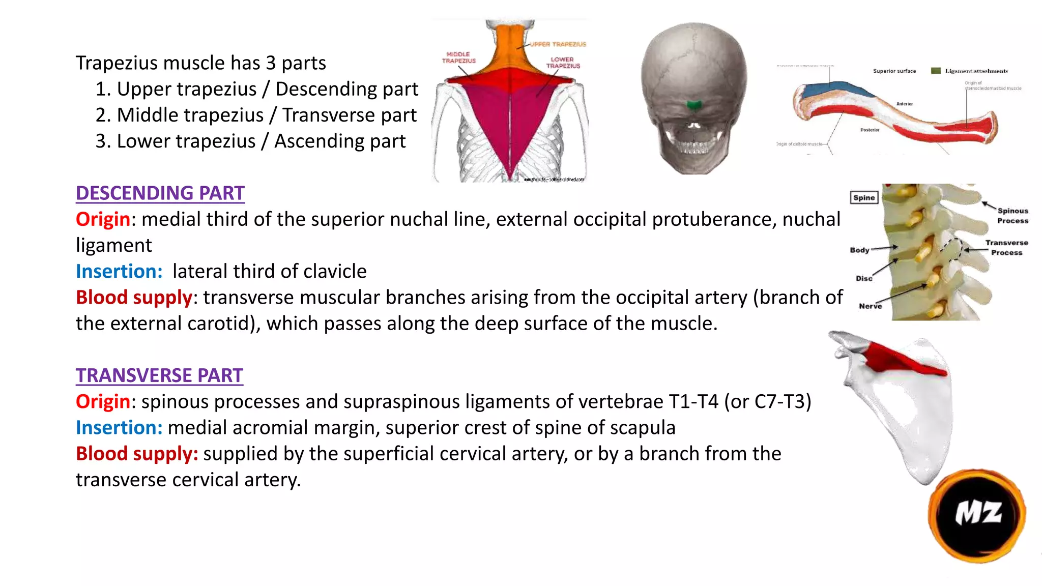 Trapezius Muscle | PPTX