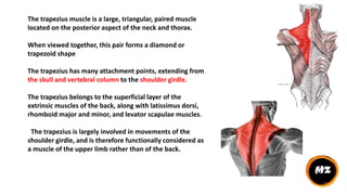 Trapezius Muscle | PPTX