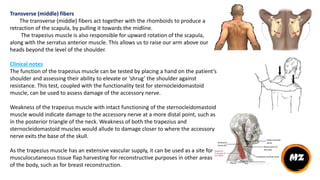 Trapezius Muscle | PPTX
