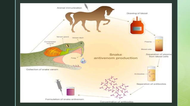 Snake venom and antivenom | PPT