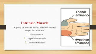 Hypothenar Muscle.pptx