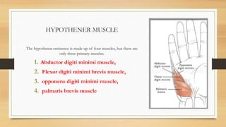 Hypothenar Muscle.pptx