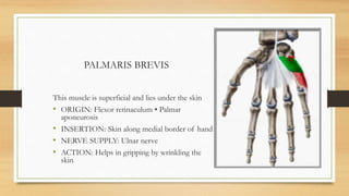 Hypothenar Muscle.pptx