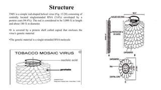 virus and bacteriophage | PPTX
