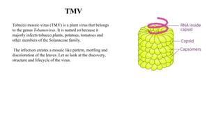 virus and bacteriophage | PPTX