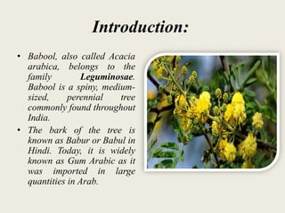 Article on Babool | PDF