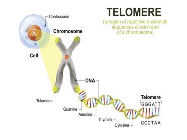 Presentation1.pptx | Biological Sciences | Science