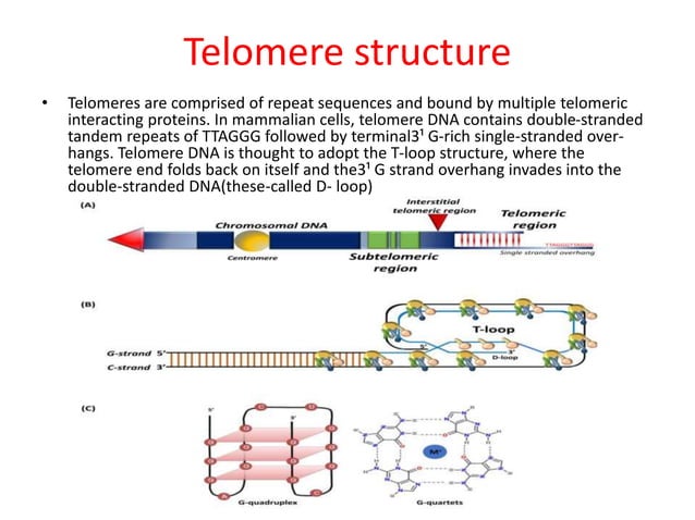 Presentation1.pptx | Biological Sciences | Science