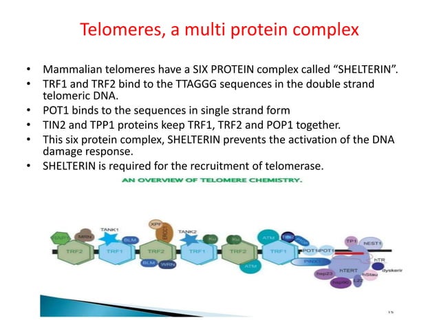 Presentation1.pptx | Biological Sciences | Science