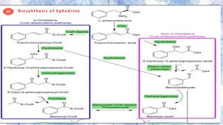 Biosynthesis of secondary metabolites | PPTX