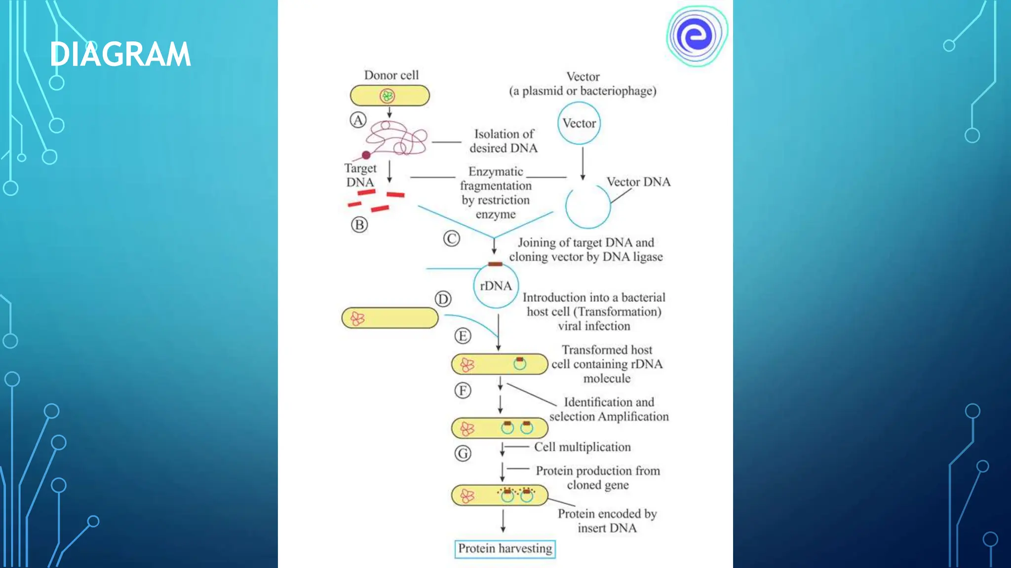 Principles of rDna technology | PPSX
