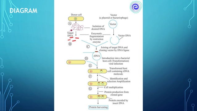 Principles of rDna technology | PPSX
