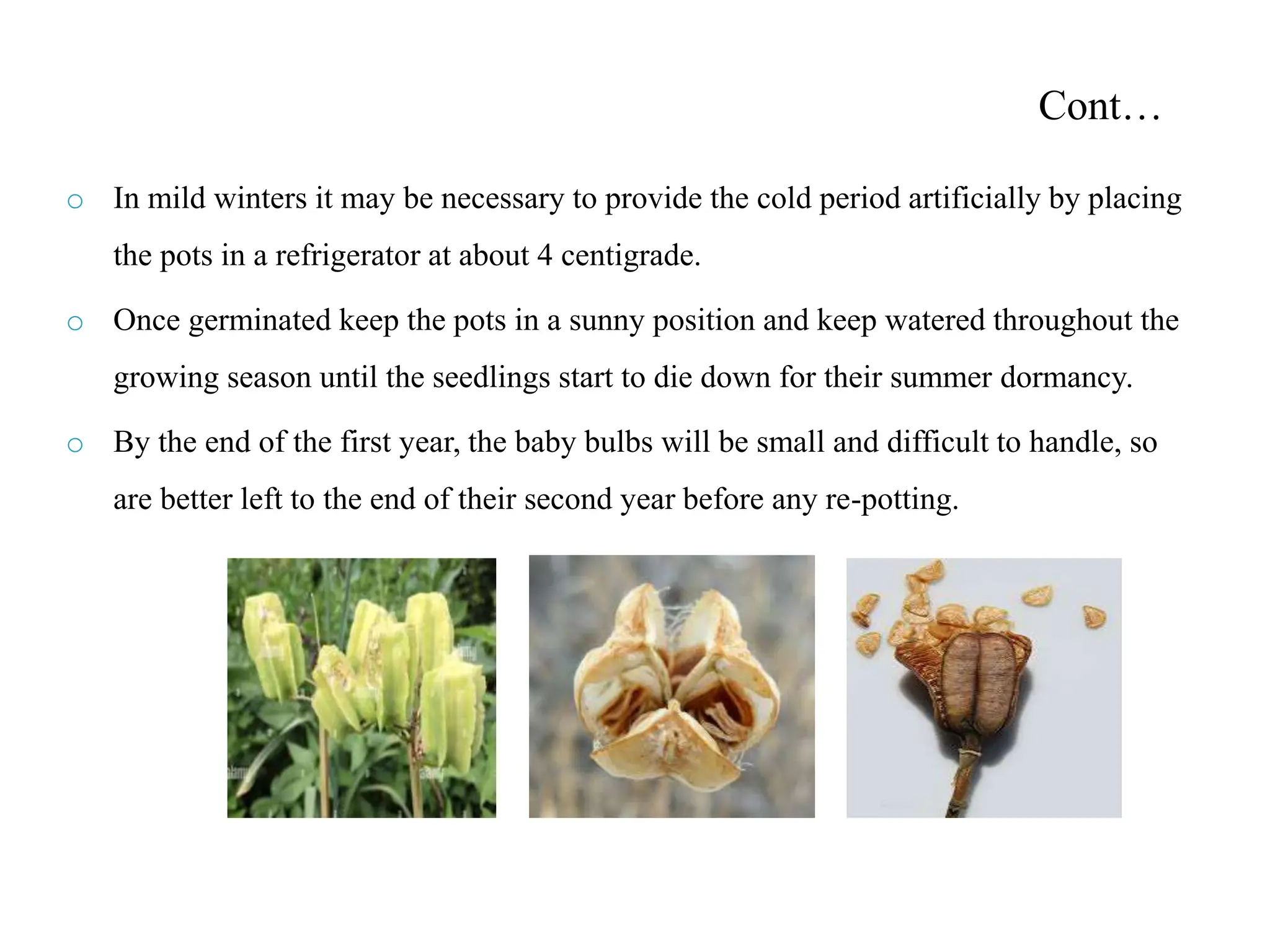Presentation1.pptxNative Flora (NTFPs) of Gilgit Baltistan and Scope ...