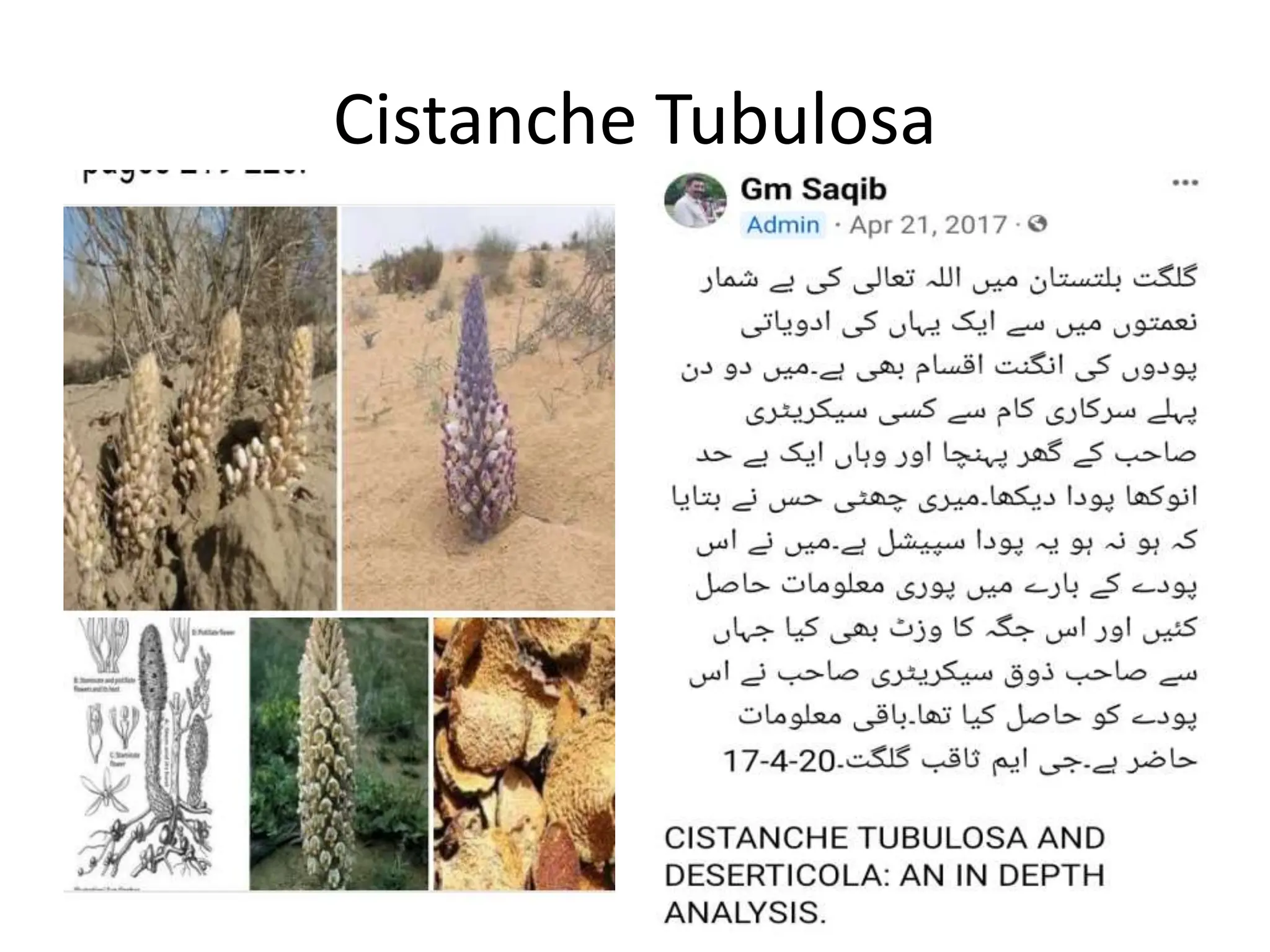 Presentation1.pptxNative Flora (NTFPs) of Gilgit Baltistan and Scope ...