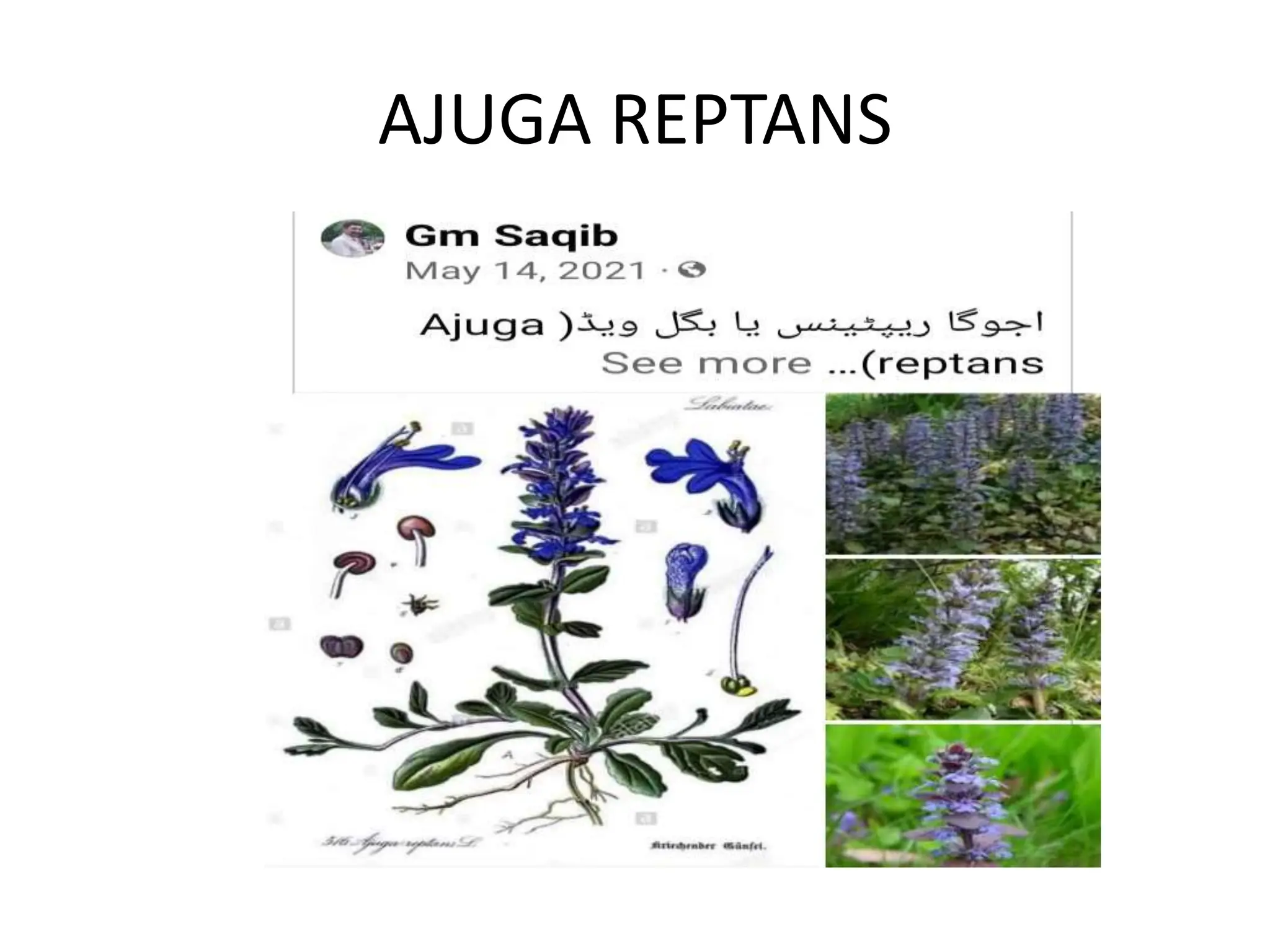 Presentation1.pptxNative Flora (NTFPs) of Gilgit Baltistan and Scope ...