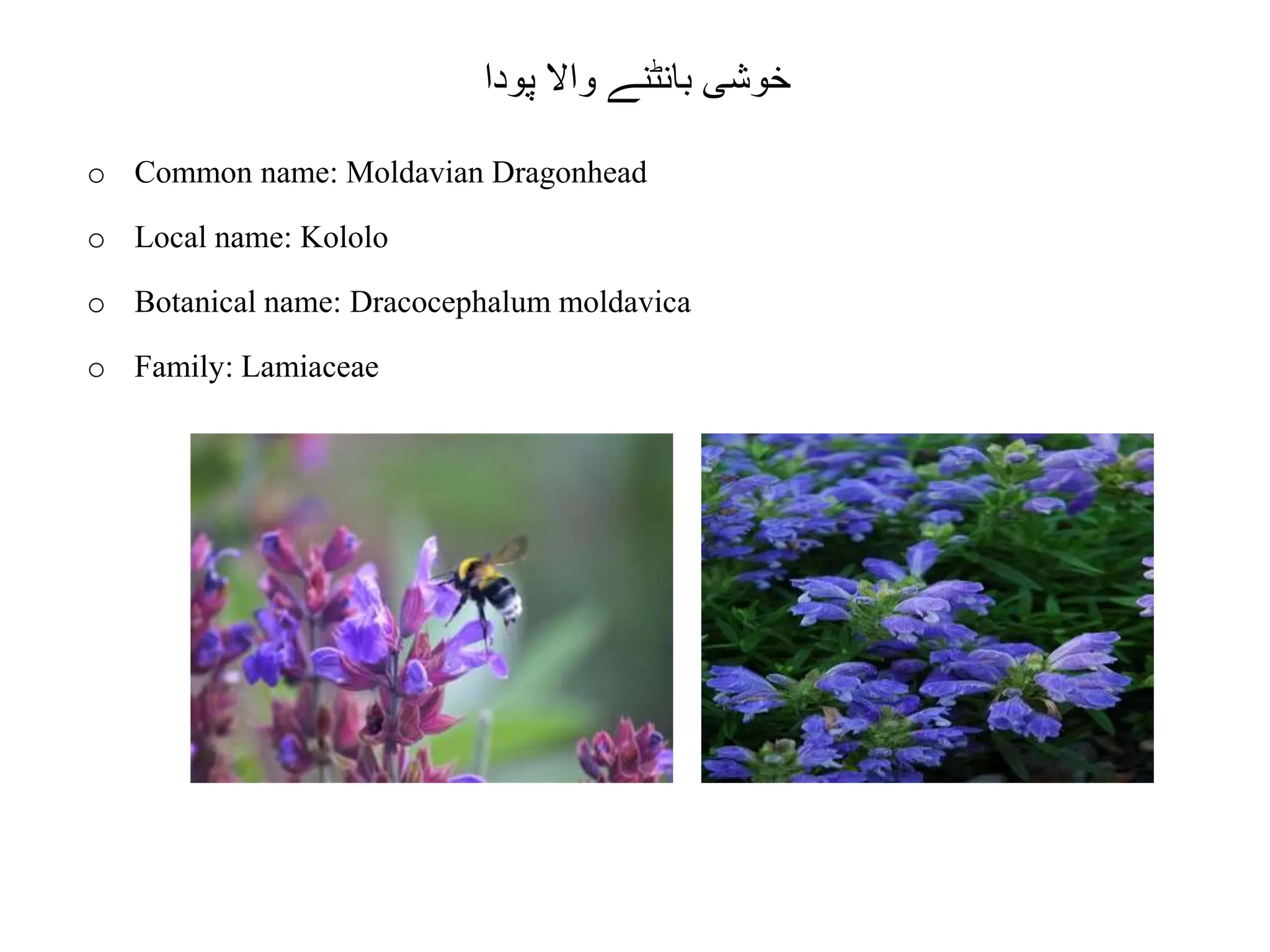 Presentation1.pptxNative Flora (NTFPs) of Gilgit Baltistan and Scope ...