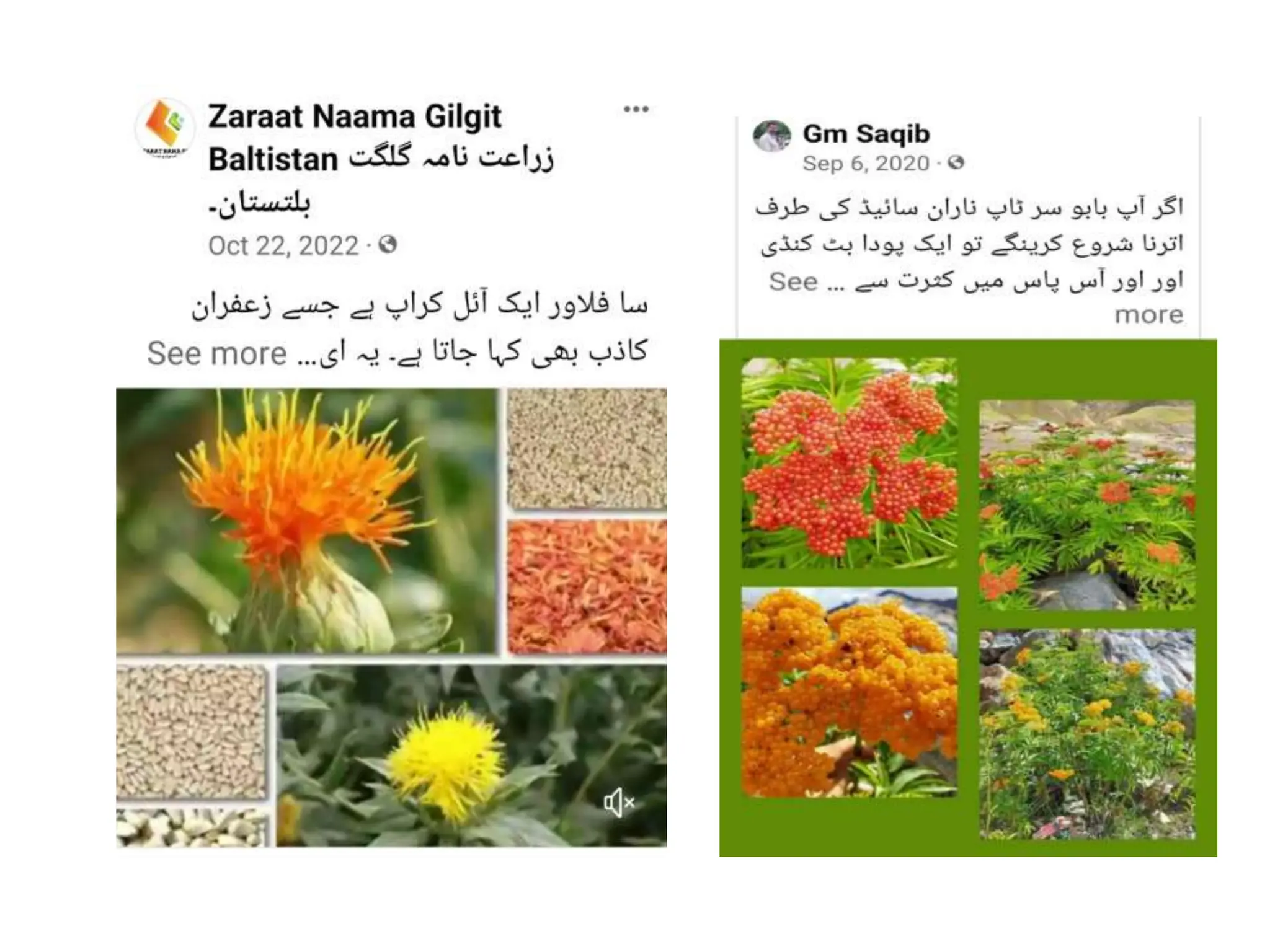 Presentation1.pptxNative Flora (NTFPs) of Gilgit Baltistan and Scope ...
