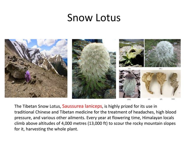 Presentation1.pptxNative Flora (NTFPs) of Gilgit Baltistan and Scope ...