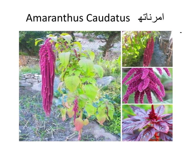 Presentation1.pptxNative Flora (NTFPs) of Gilgit Baltistan and Scope ...
