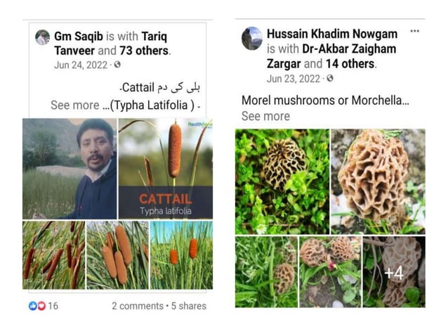Presentation1.pptxNative Flora (NTFPs) of Gilgit Baltistan and Scope ...