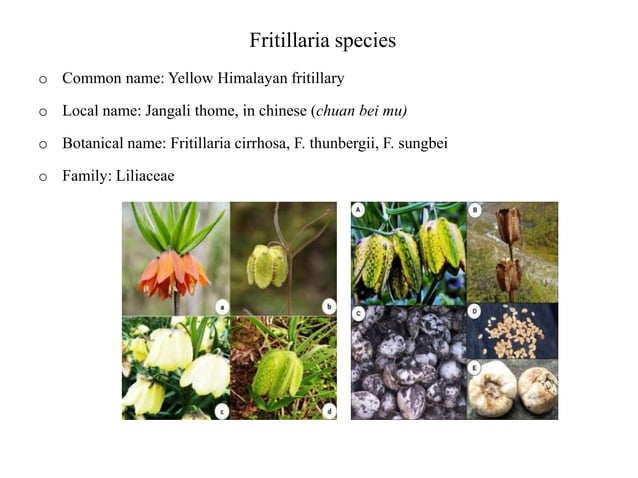 Presentation1.pptxNative Flora (NTFPs) of Gilgit Baltistan and Scope ...