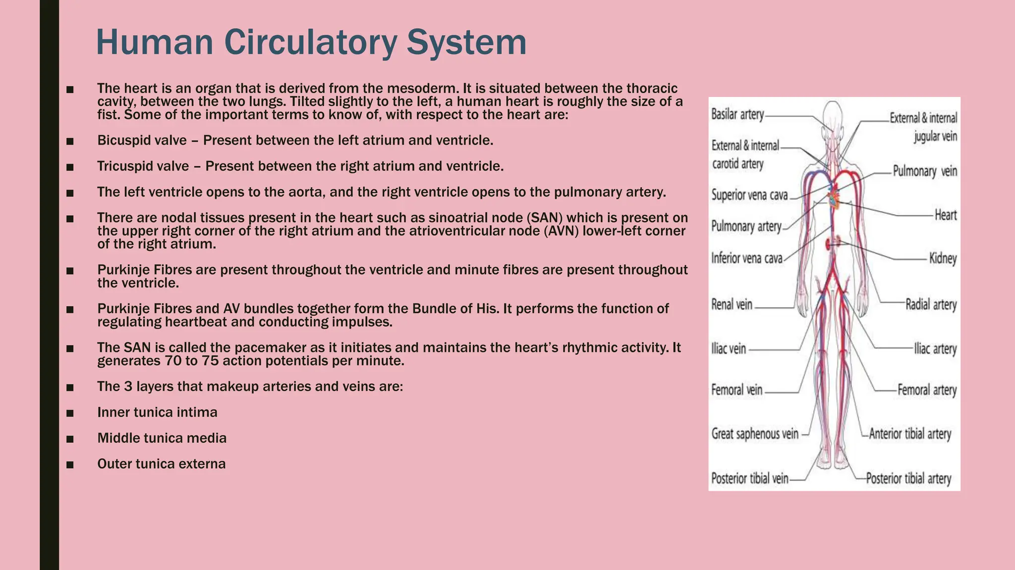 Class 11 project biology prect topic body fluid and circulation | PPTX
