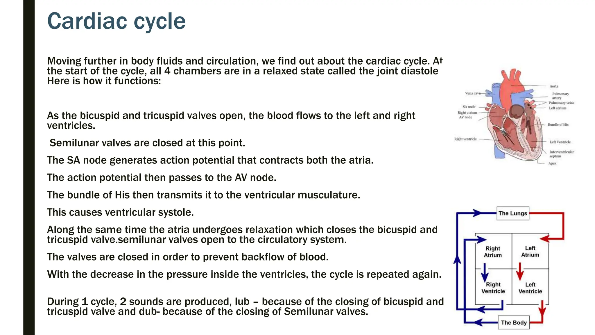 Class 11 project biology prect topic body fluid and circulation | PPTX