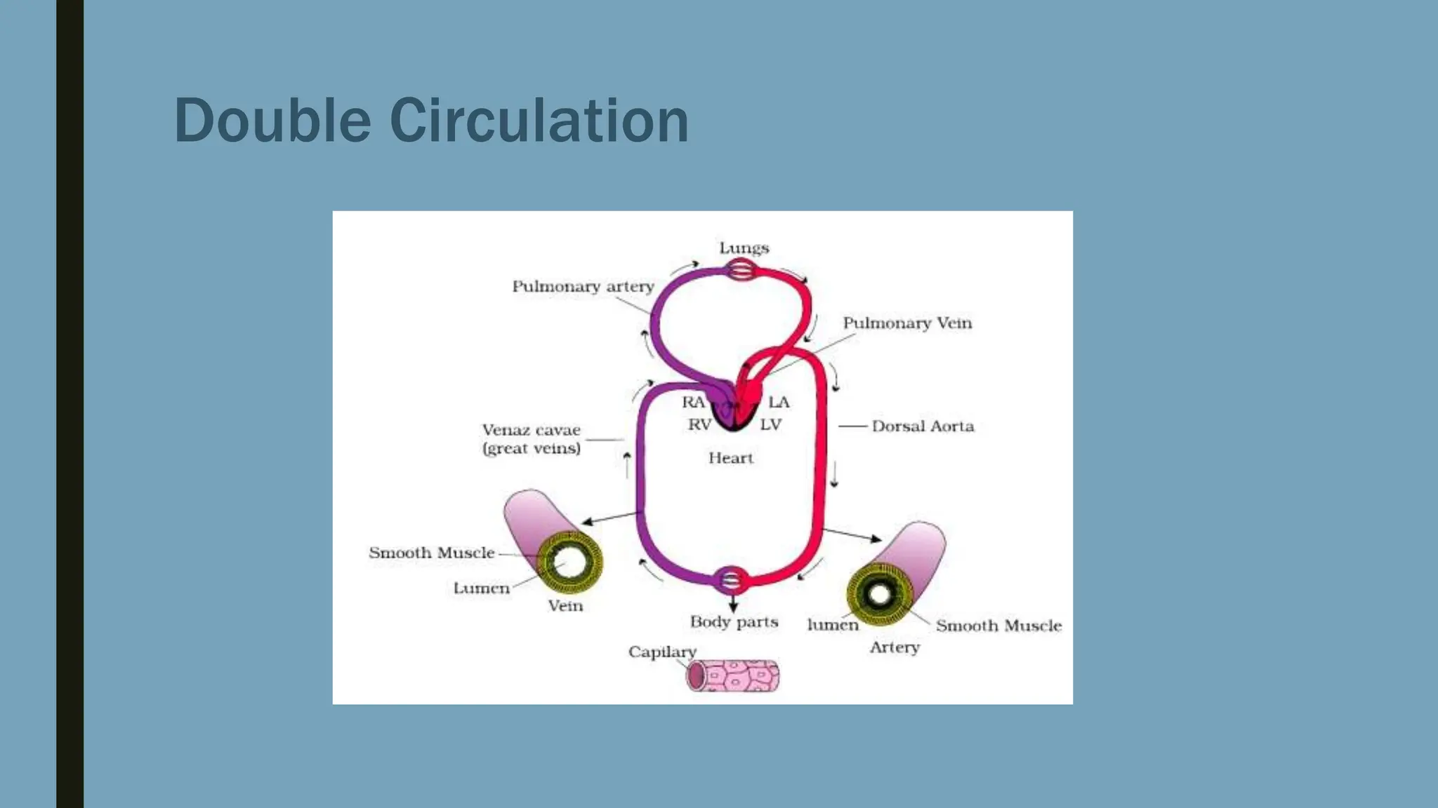 Class 11 project biology prect topic body fluid and circulation | PPTX