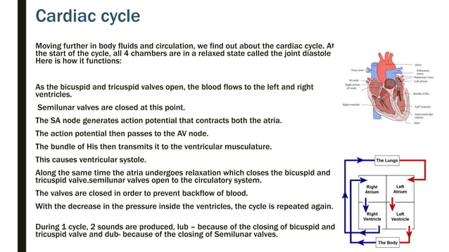 Class 11 project biology prect topic body fluid and circulation | PPTX