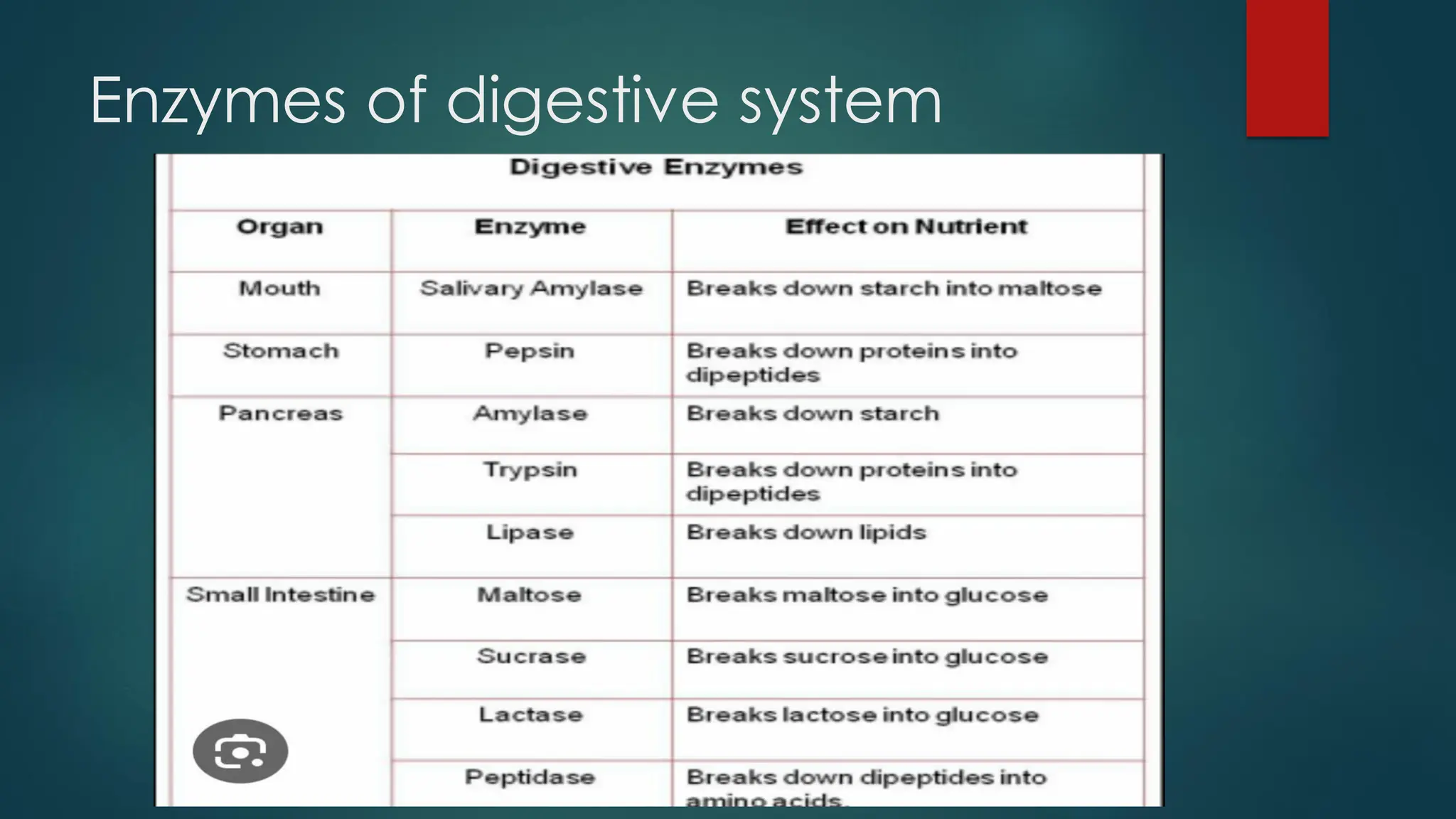 Presentation (1).pdf Digestive system of human | PDF