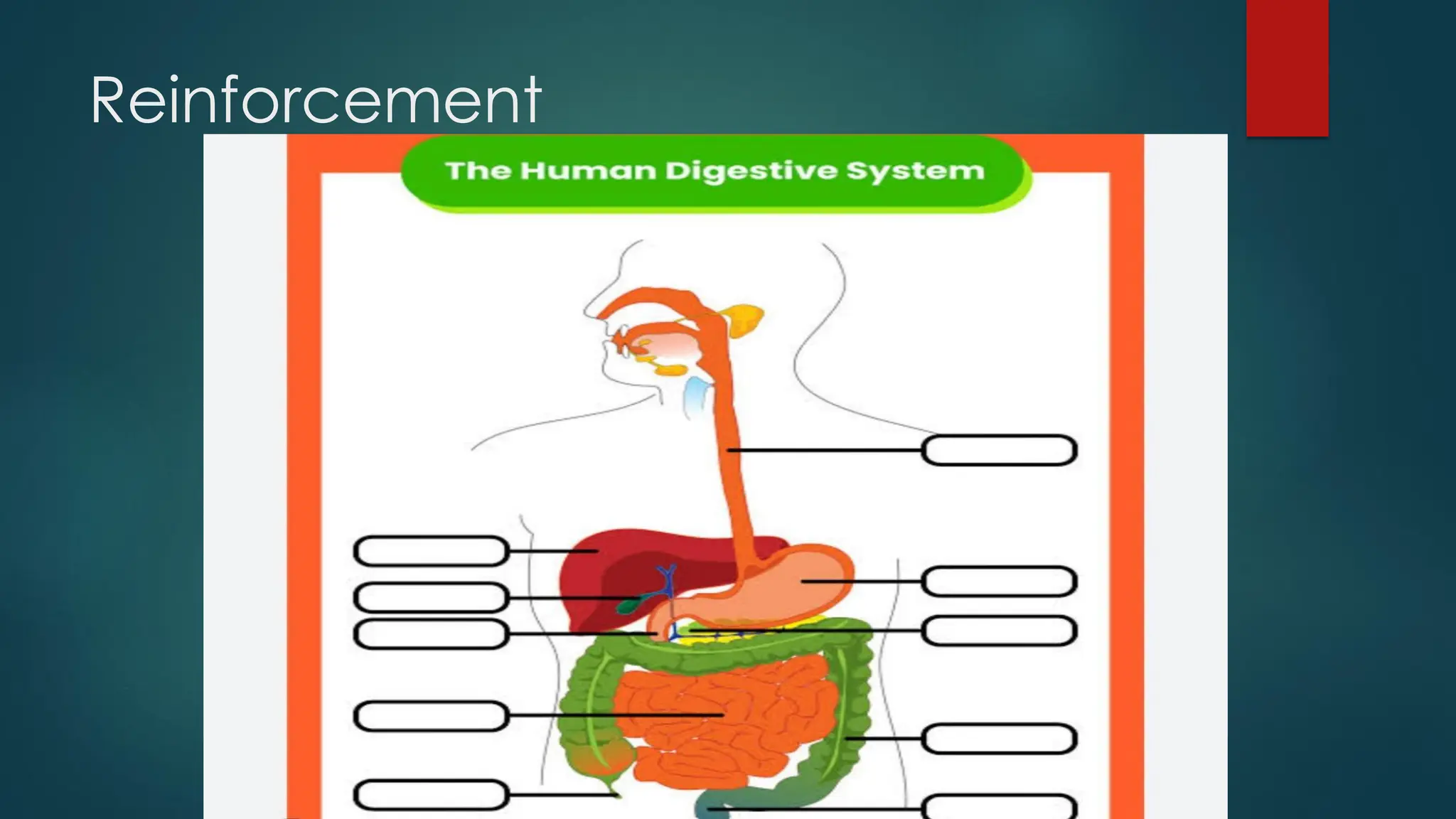Presentation (1).pdf Digestive system of human | PDF