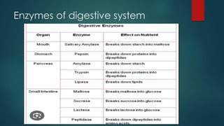 Presentation (1).pdf Digestive system of human | PPT