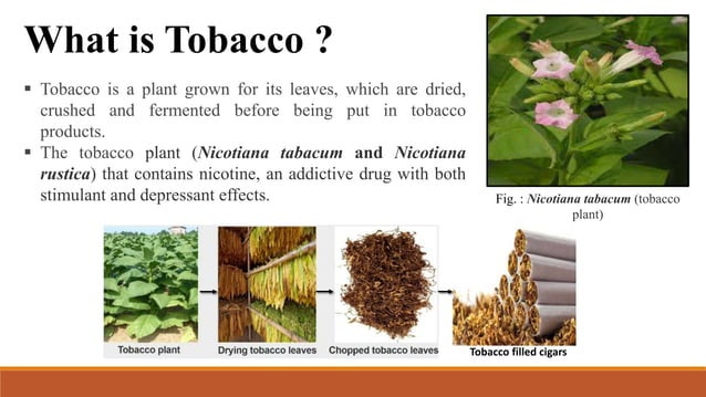 National Tobacco control programme NTCP.pptx | Illegal Drugs, Tobacco ...