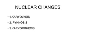 Presentation1 powerpoint necrosis form of cell death | PPTX | Diseases ...