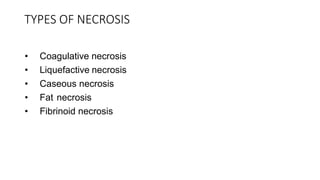 Presentation1 powerpoint necrosis form of cell death | PPTX | Diseases ...