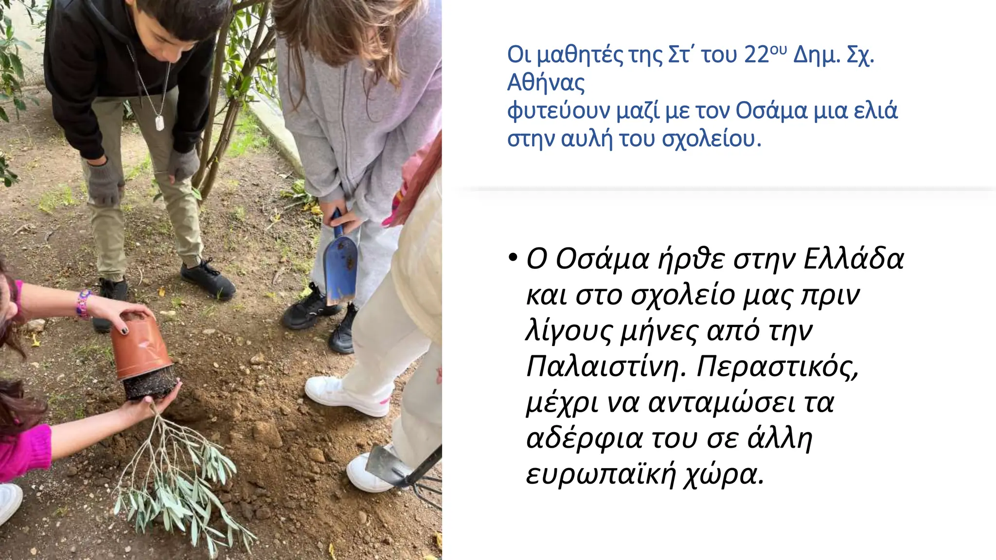 Students from 22nd primary school of Athens plant an olive tree | PPTX