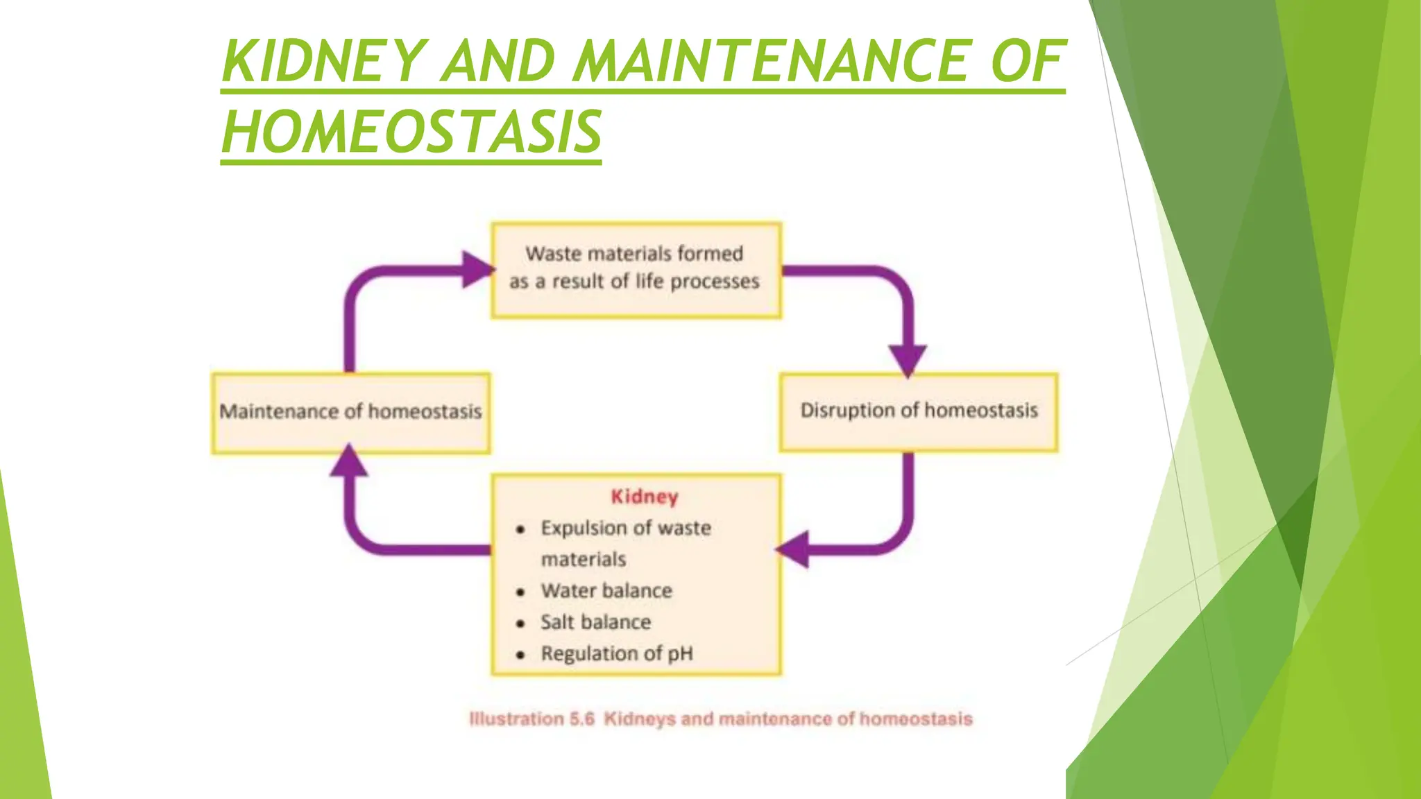 kidney and its functions kidney diseases | PPTX