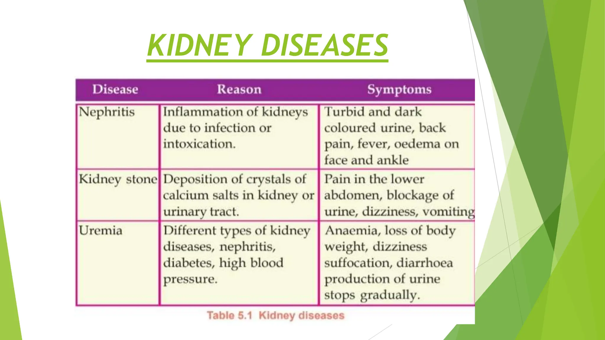 kidney and its functions kidney diseases | PPTX