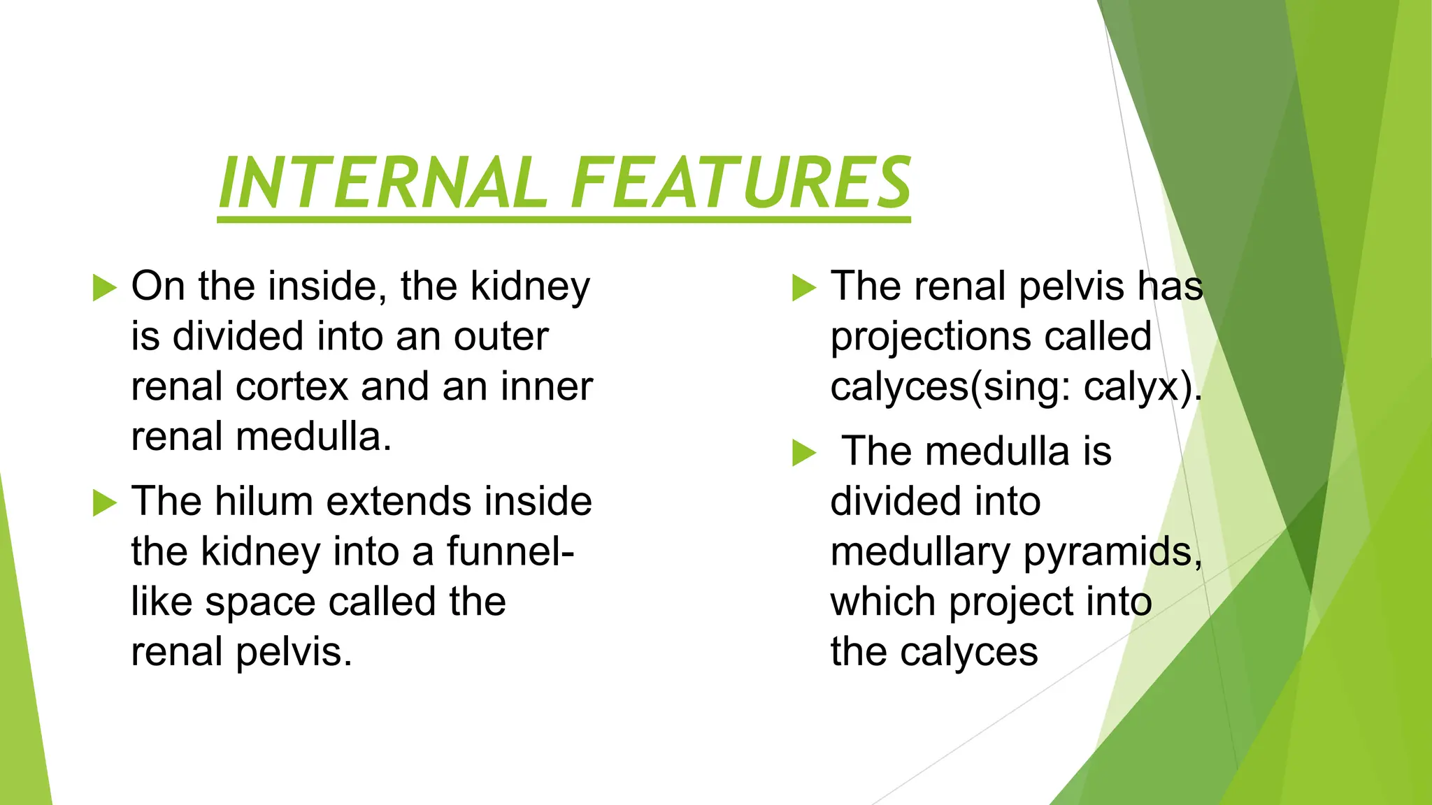 kidney and its functions kidney diseases | PPTX
