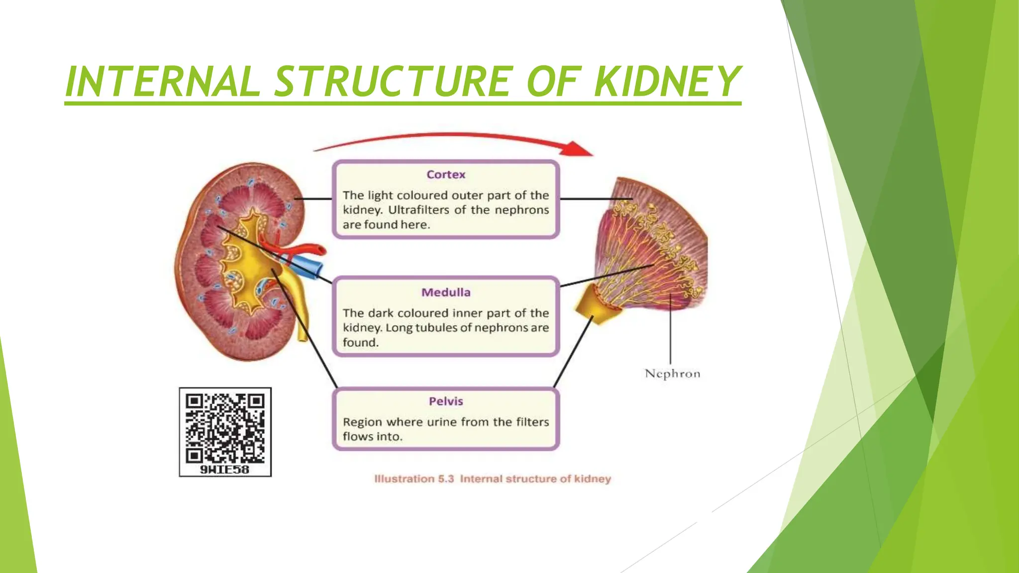 kidney and its functions kidney diseases | PPTX