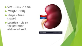 kidney and its functions kidney diseases | PPTX