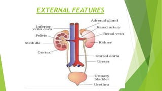 kidney and its functions kidney diseases | PPTX