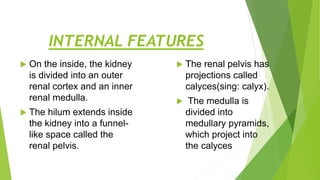 kidney and its functions kidney diseases | PPT