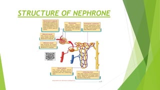 kidney and its functions kidney diseases | PPTX