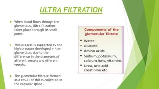 kidney and its functions kidney diseases | PPT