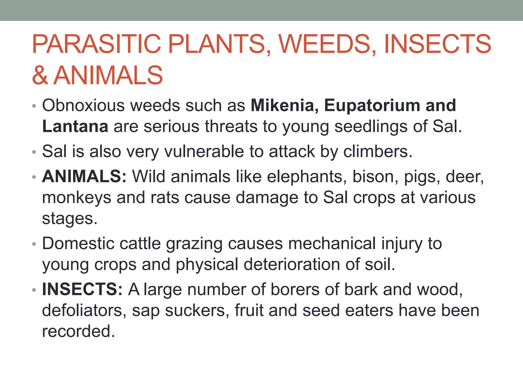 SILVICULTURE CHARACTERISTICS OF SAL.pptx