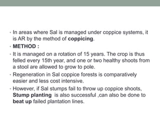 SILVICULTURE CHARACTERISTICS OF SAL.pptx