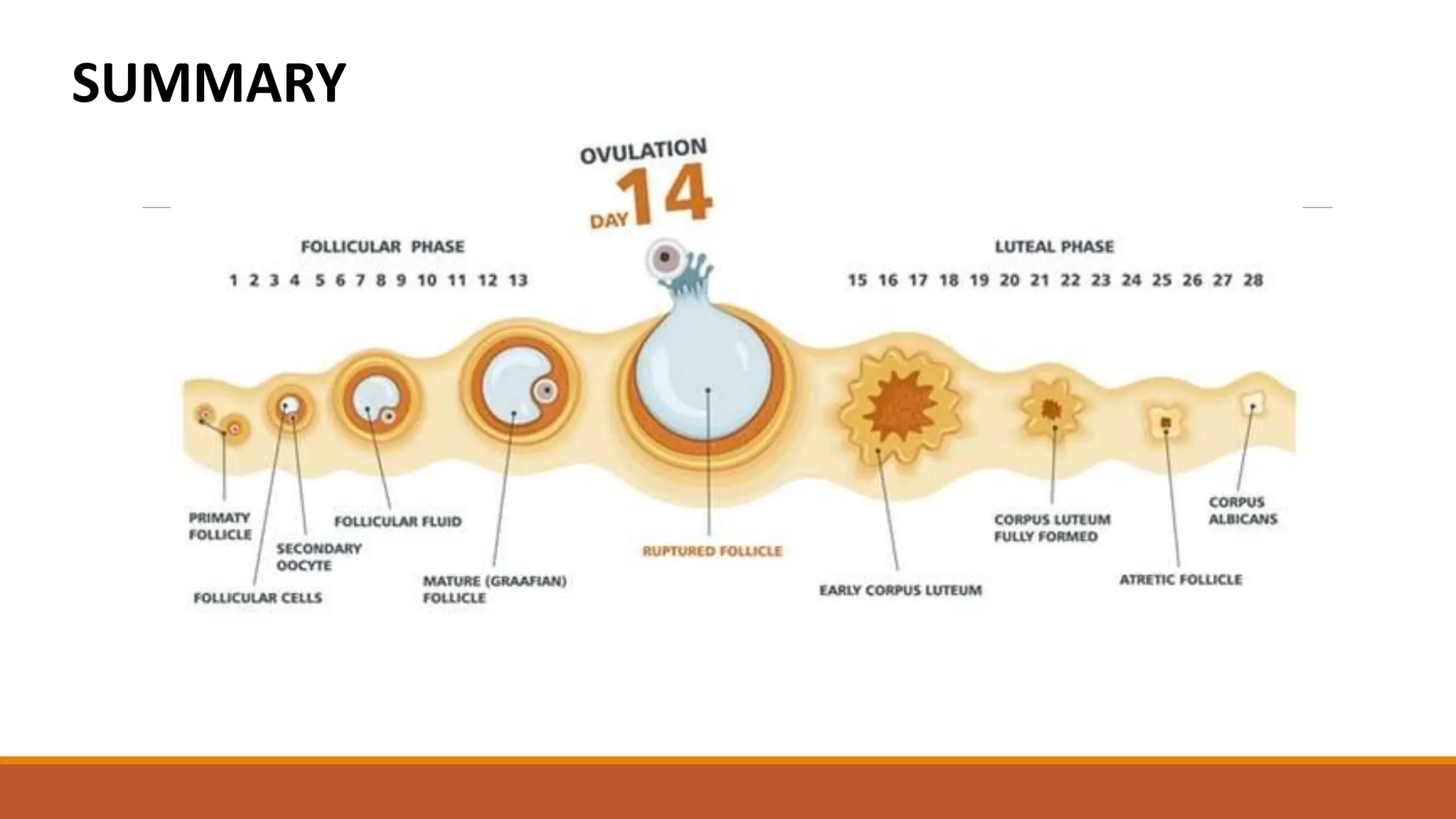 MENSTRUAL CYCLE 4 PHASES HELLO HIHI.pptx