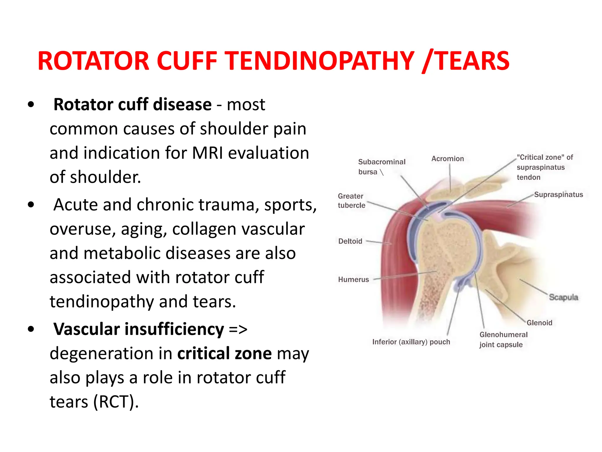 shoulder pathologies MRI: basic anatomy and MRI scans | PPTX
