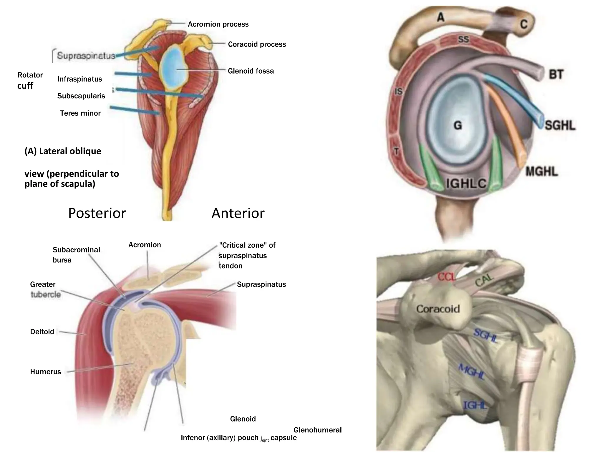 shoulder pathologies MRI: basic anatomy and MRI scans | PPTX